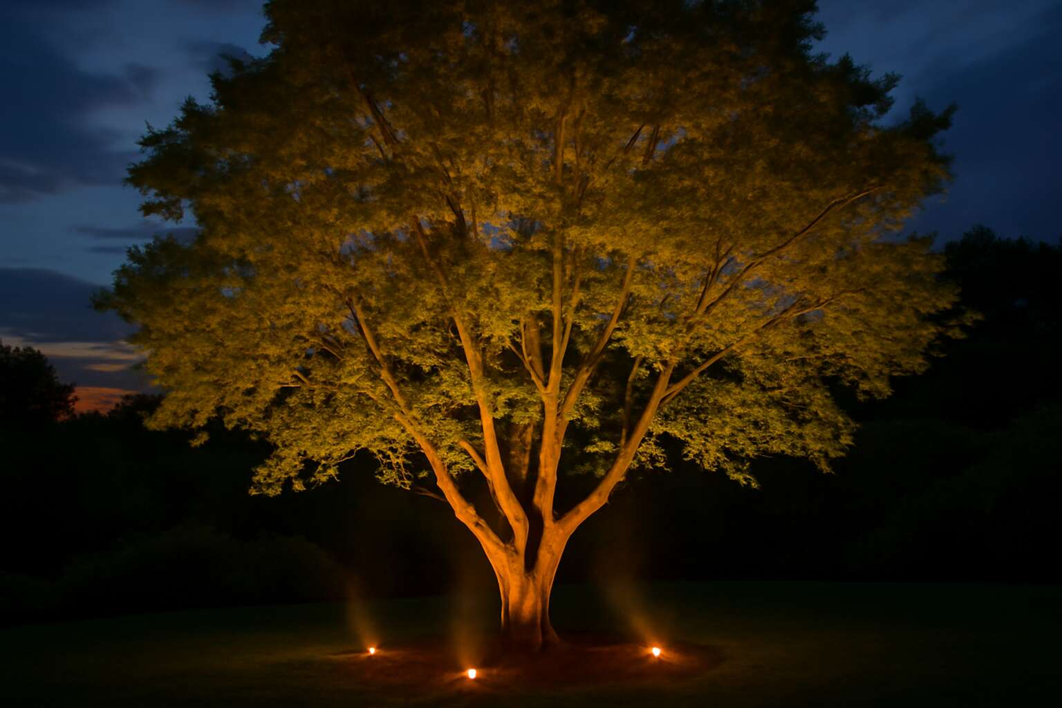 How to Light Outdoor Tree: Simple Tips for a Stunning Nighttime Display ...
